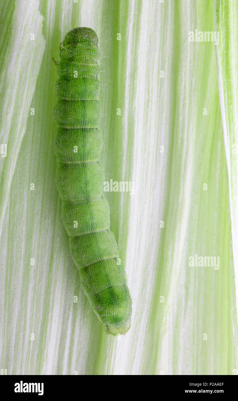 Eine grüne Raupe kriecht auf ein Blatt. Hintergrund mit Caterpillar ...