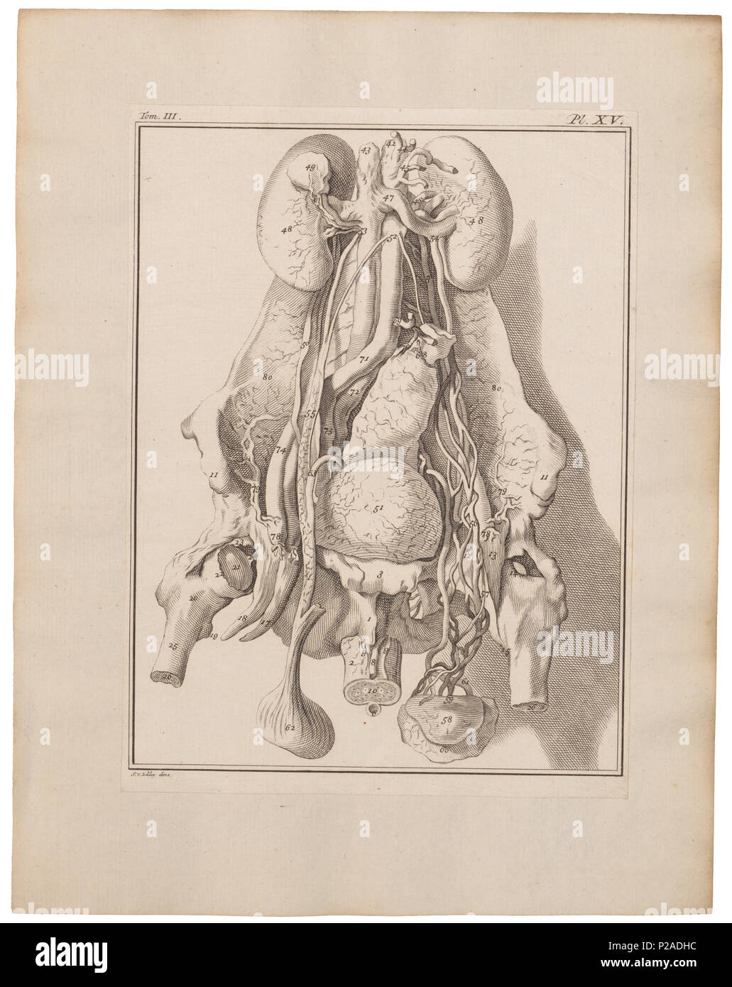 . Homo sapiens - ingewanden. Zwischen 1700 und 1880 UBA01 IZ 19600082-y ...