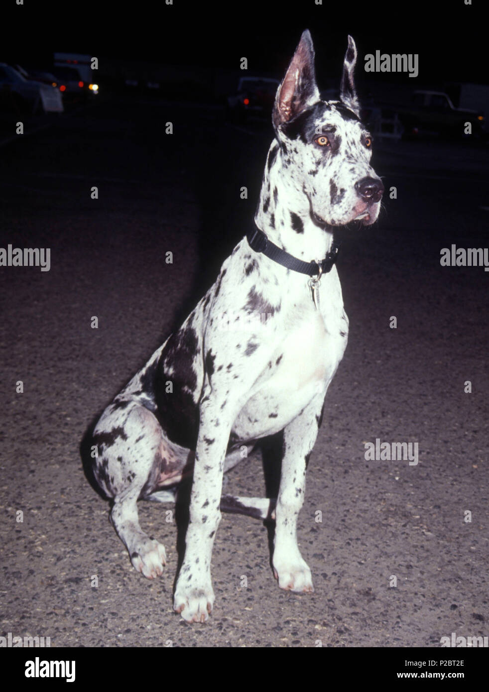Reid rondell -Fotos und -Bildmaterial in hoher Auflösung – Alamy