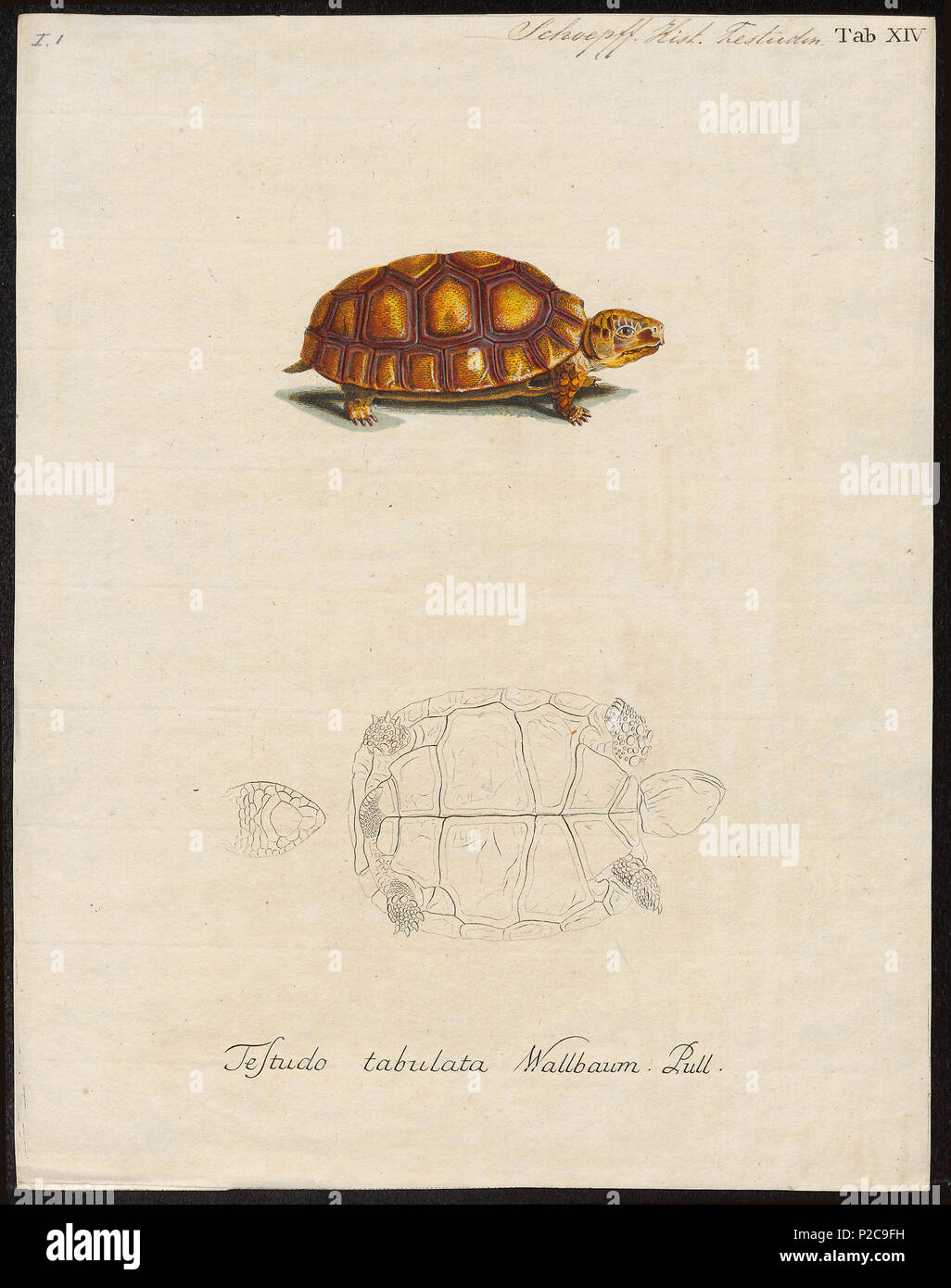 Testudo tabulata -Fotos und -Bildmaterial in hoher Auflösung – Alamy
