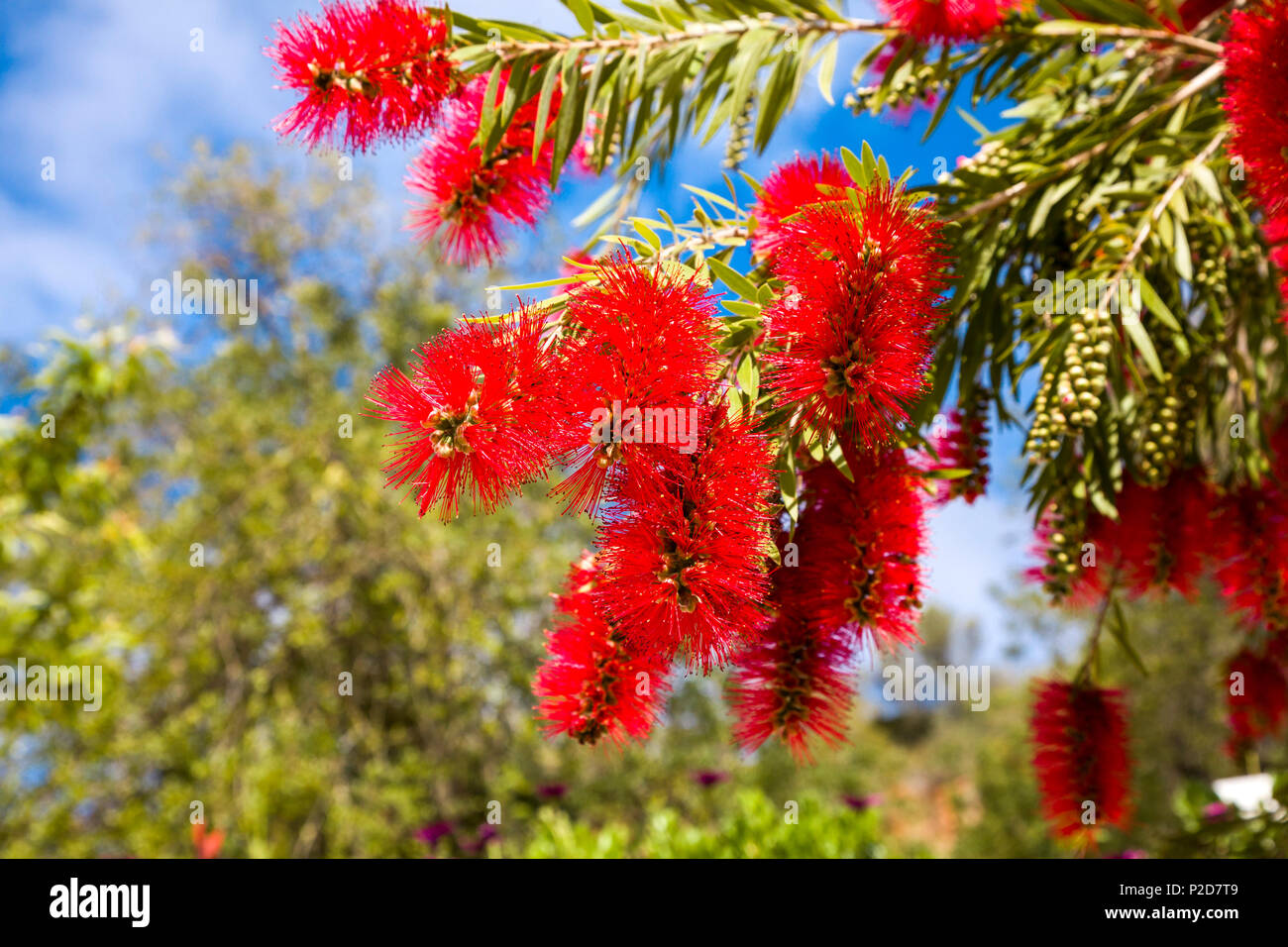 Roter callistemon -Fotos und -Bildmaterial in hoher Auflösung – Alamy