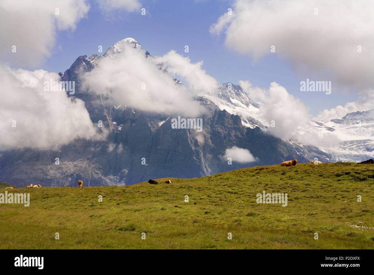 Kühe auf einem hohen Alp zwischen dem Bachsee und Ersten, mit dem ... Kühe auf einem hohen Alp zwischen dem Bachsee und Ersten, mit dem ...