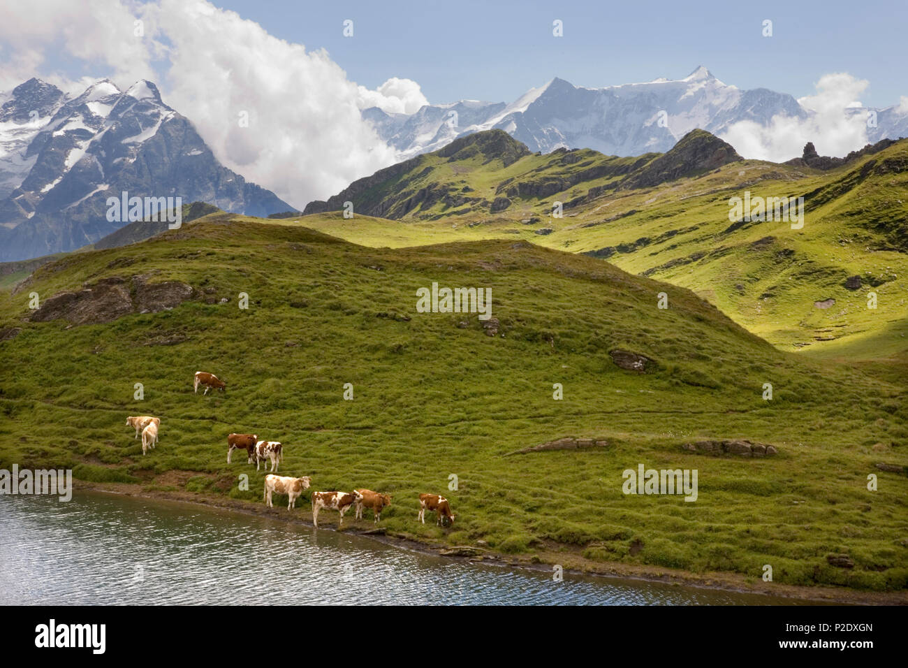 Kühe auf einem hohen Alp von der Bachsee, mit einer Kette von hohen ... Kühe auf einem hohen Alp von der Bachsee, mit einer Kette von hohen ...