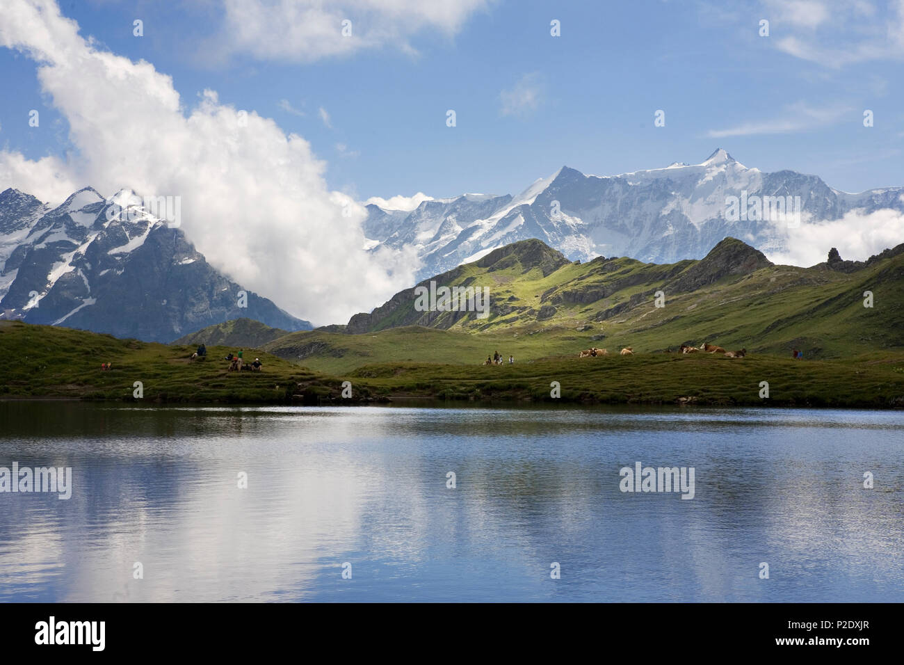 Kühe und Wanderer auf einem hohen Alp von der Bachsee, mit einer Kette ... Kühe und Wanderer auf einem hohen Alp von der Bachsee, mit einer Kette ...