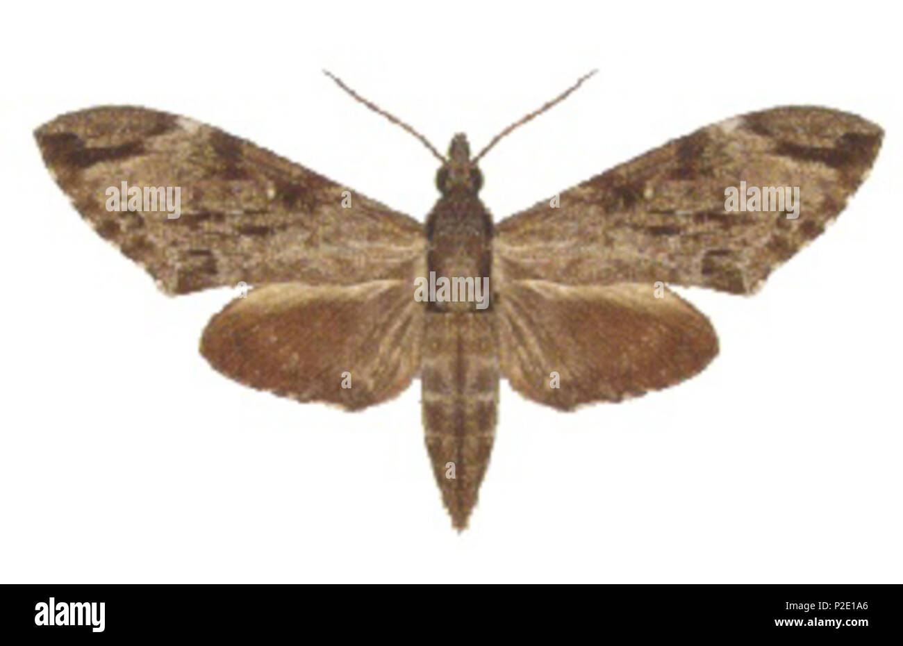 Psilogramma menephron -Fotos und -Bildmaterial in hoher Auflösung – Alamy