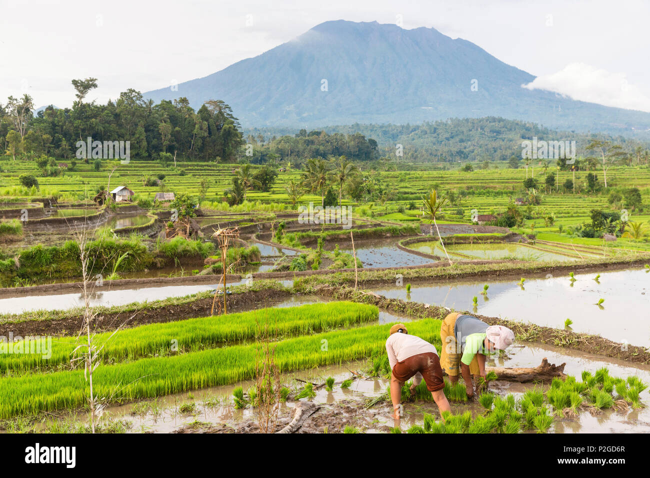 Frauen arbeiten im reisfeld -Fotos und -Bildmaterial in hoher Auflösung ...