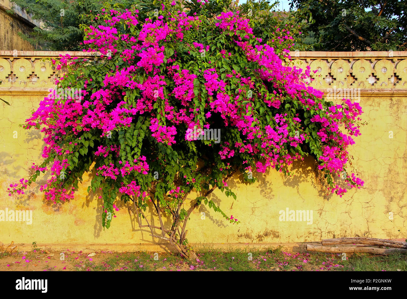 Bougainvillea flowers indian -Fotos und -Bildmaterial in hoher ...