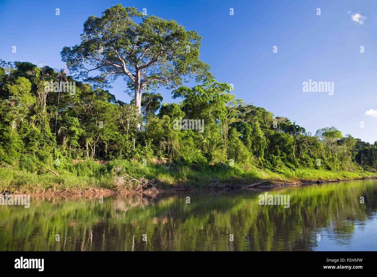 Regenwald Tambopata Fluss Tambopata National Reserve, Peru, Südamerika ...