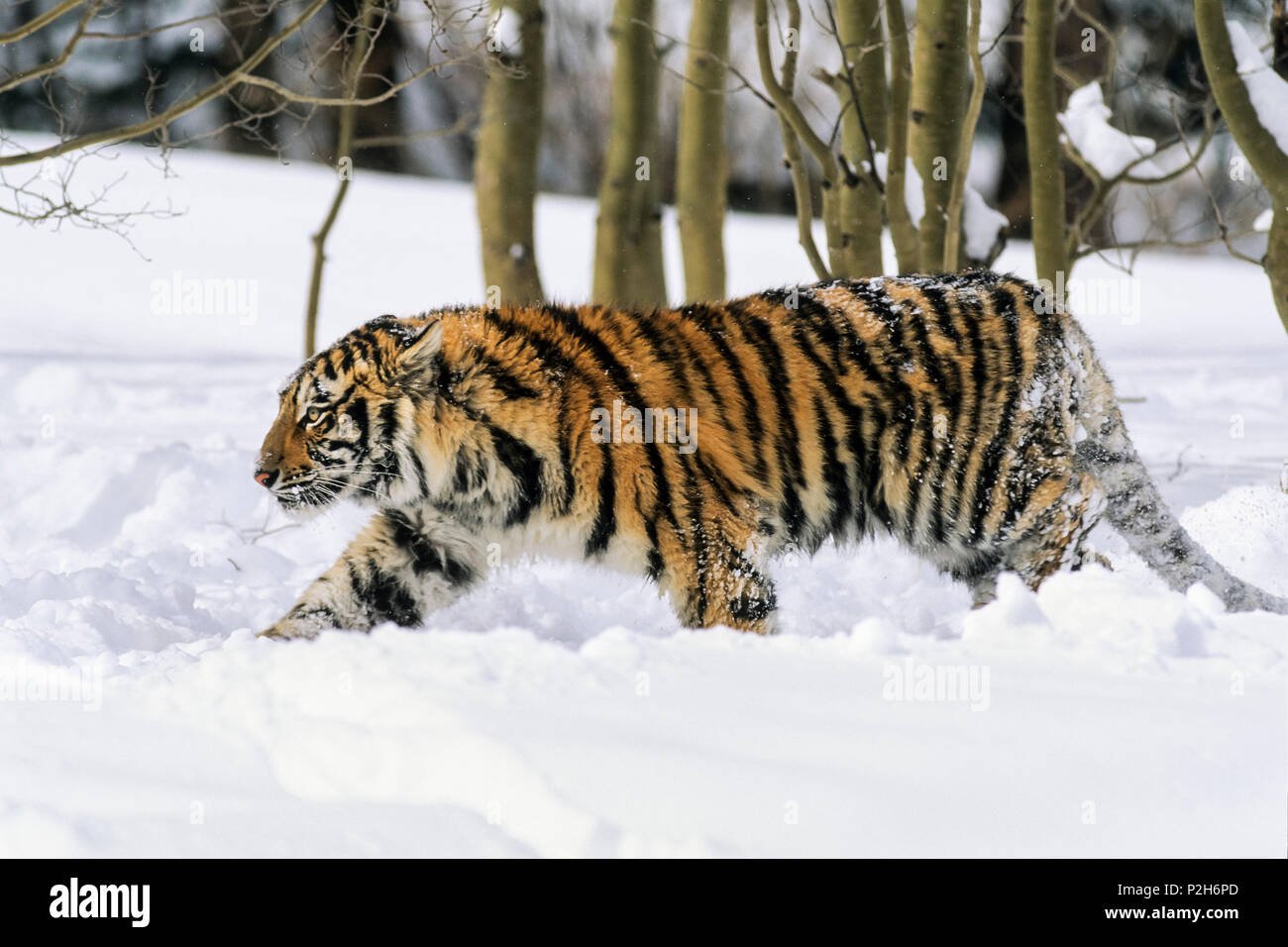 Sibirische Tiger im Schnee, Panthera tigris altaica, Captive Stockfotografie - Alamy