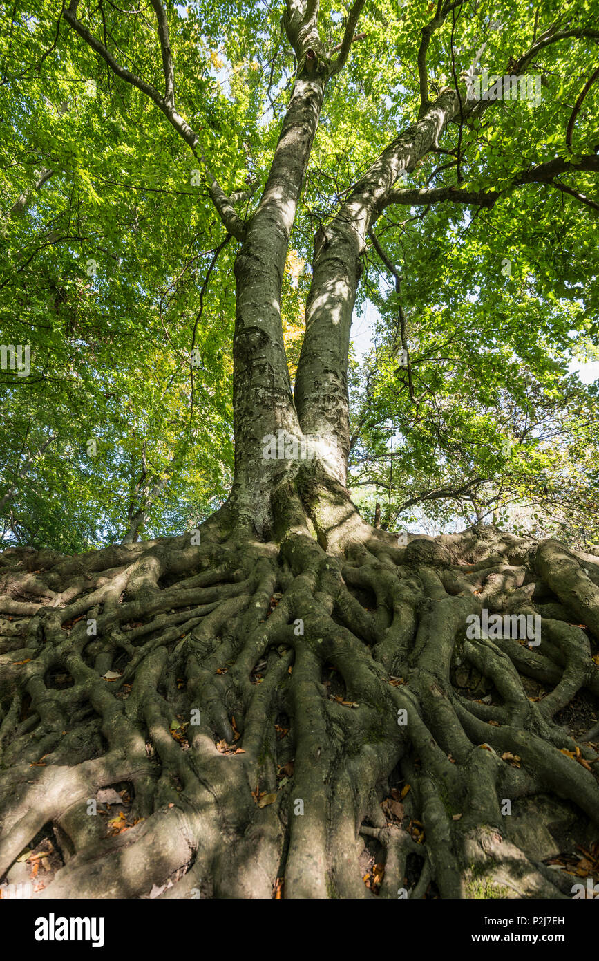 Eine alte buche -Fotos und -Bildmaterial in hoher Auflösung – Alamy