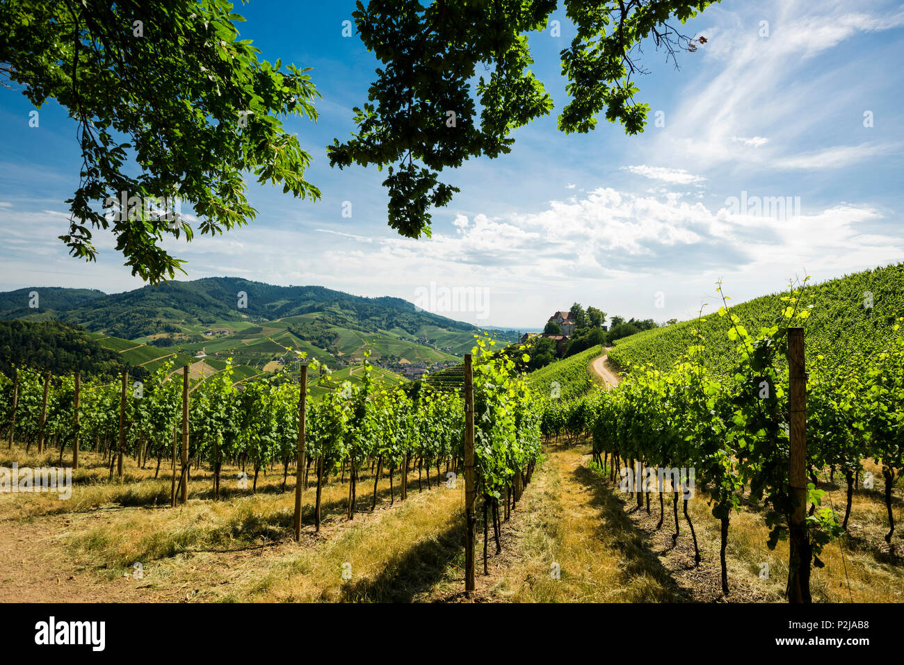 Durbach Baden Wurttemberg Germany Black Stockfotos und -bilder Kaufen - Alamy