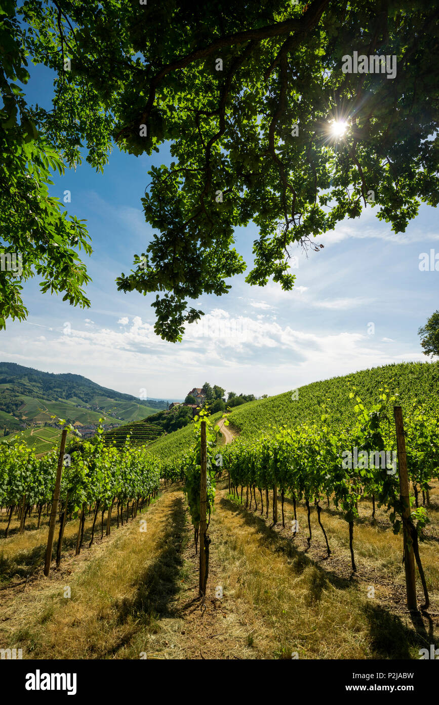 Durbach Baden Wurttemberg Germany Black Stockfotos und -bilder Kaufen - Alamy