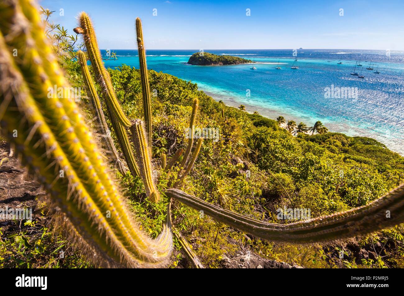 Cereus royeni -Fotos und -Bildmaterial in hoher Auflösung – Alamy