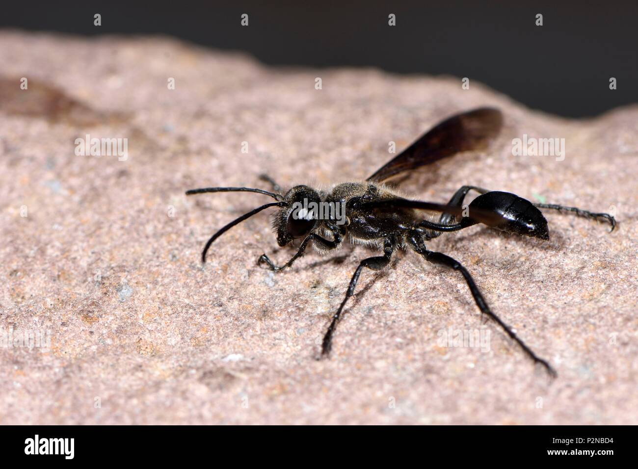 Auplopus carbonarius -Fotos und -Bildmaterial in hoher Auflösung – Alamy