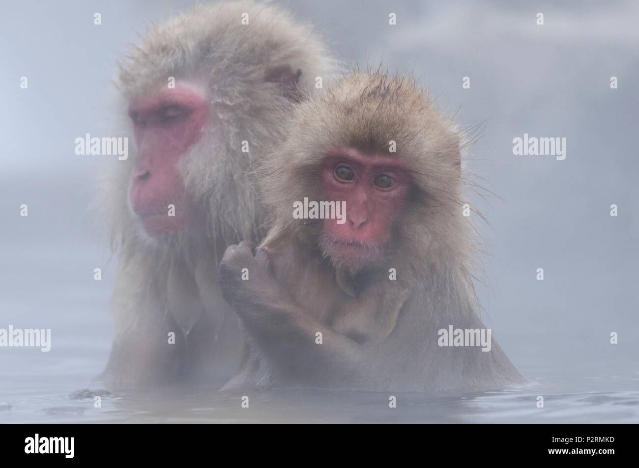Zwei japanese macaque macaca fuscata junge tiere am wasser -Fotos und ...