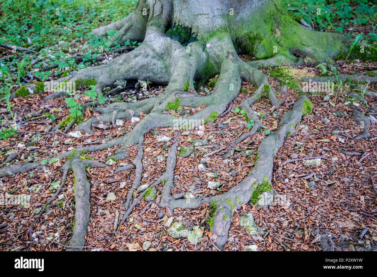 Baumwurzel Unterirdisch Stockfotos und -bilder Kaufen - Alamy