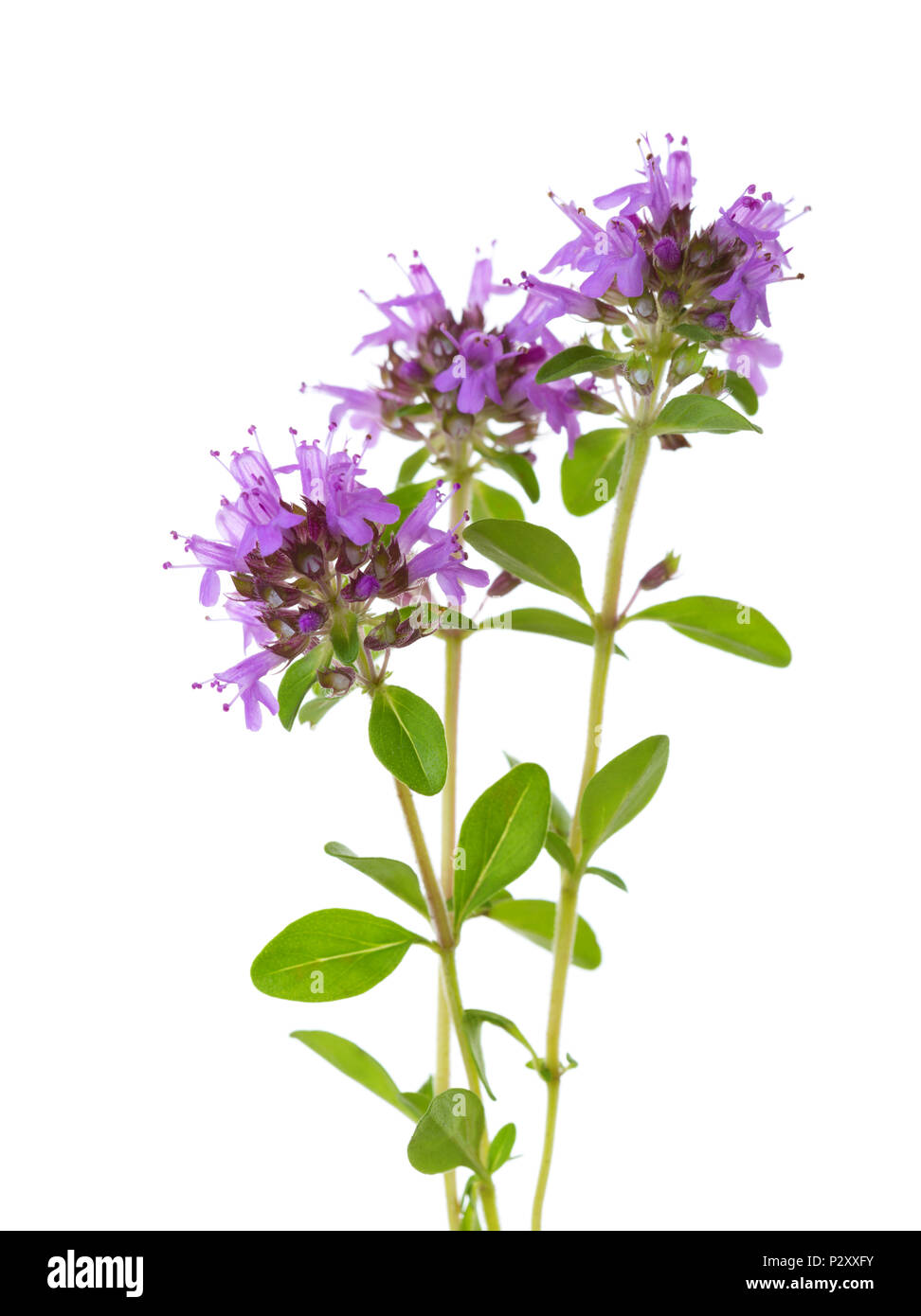 Wild thymian thymus serpyllum -Fotos und -Bildmaterial in hoher ...