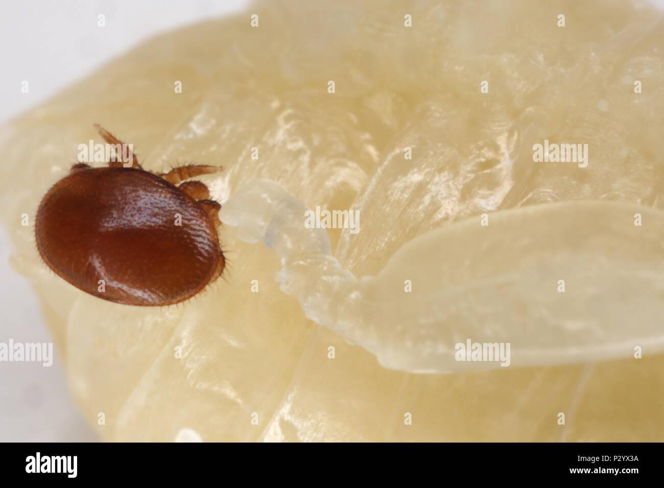 Varroa destruktor -Fotos und -Bildmaterial in hoher Auflösung – Alamy