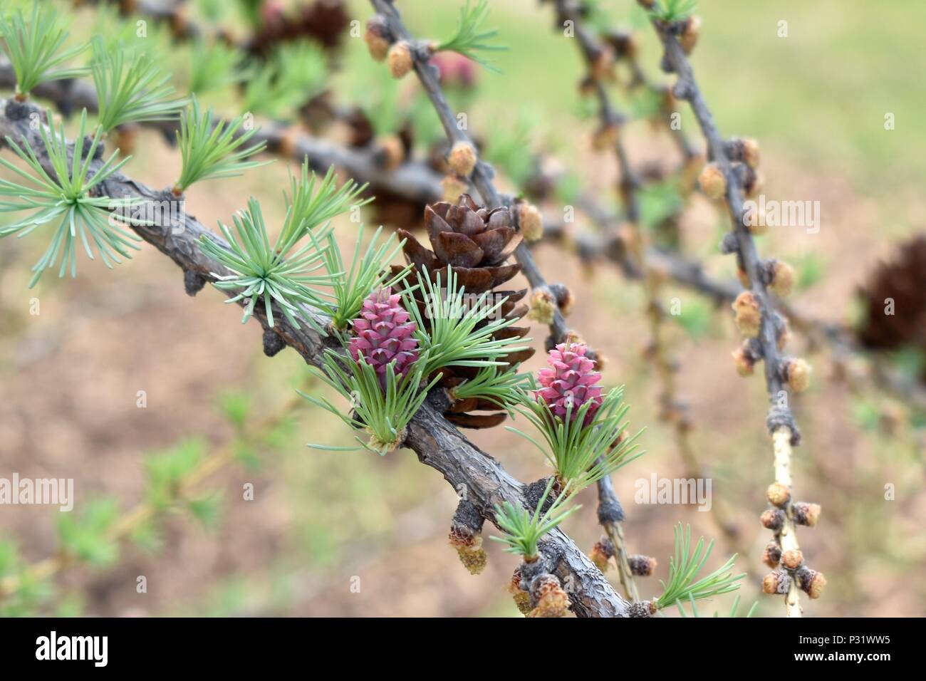 Budding pine cones -Fotos und -Bildmaterial in hoher Auflösung – Alamy