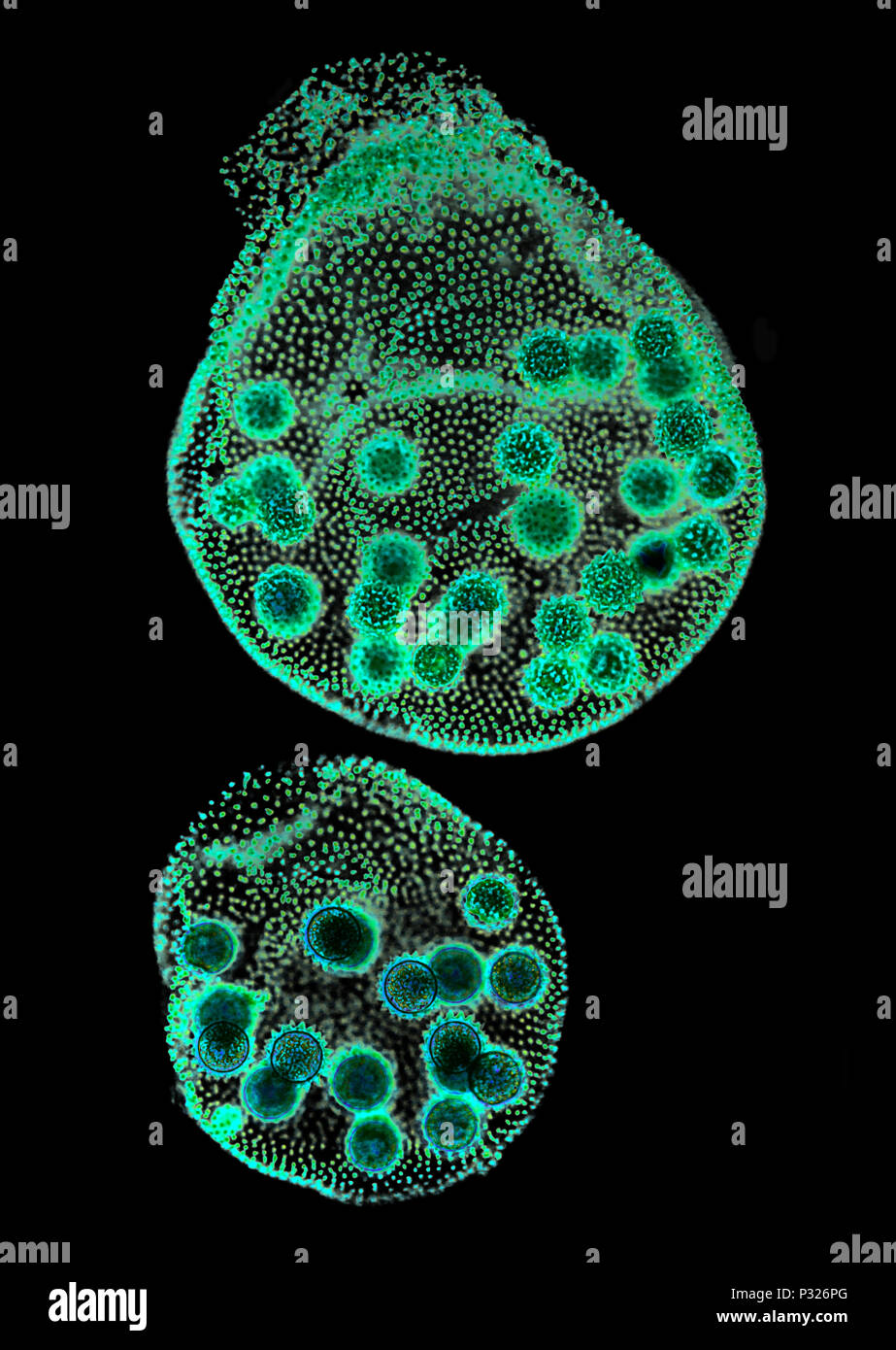 Vielzellige algen -Fotos und -Bildmaterial in hoher Auflösung - Seite 2 ...