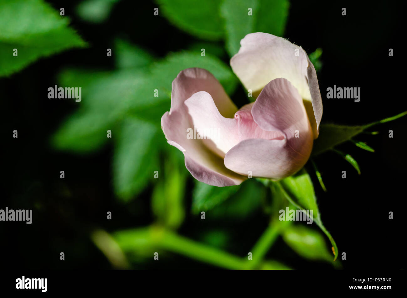 Scotch briar rose -Fotos und -Bildmaterial in hoher Auflösung – Alamy