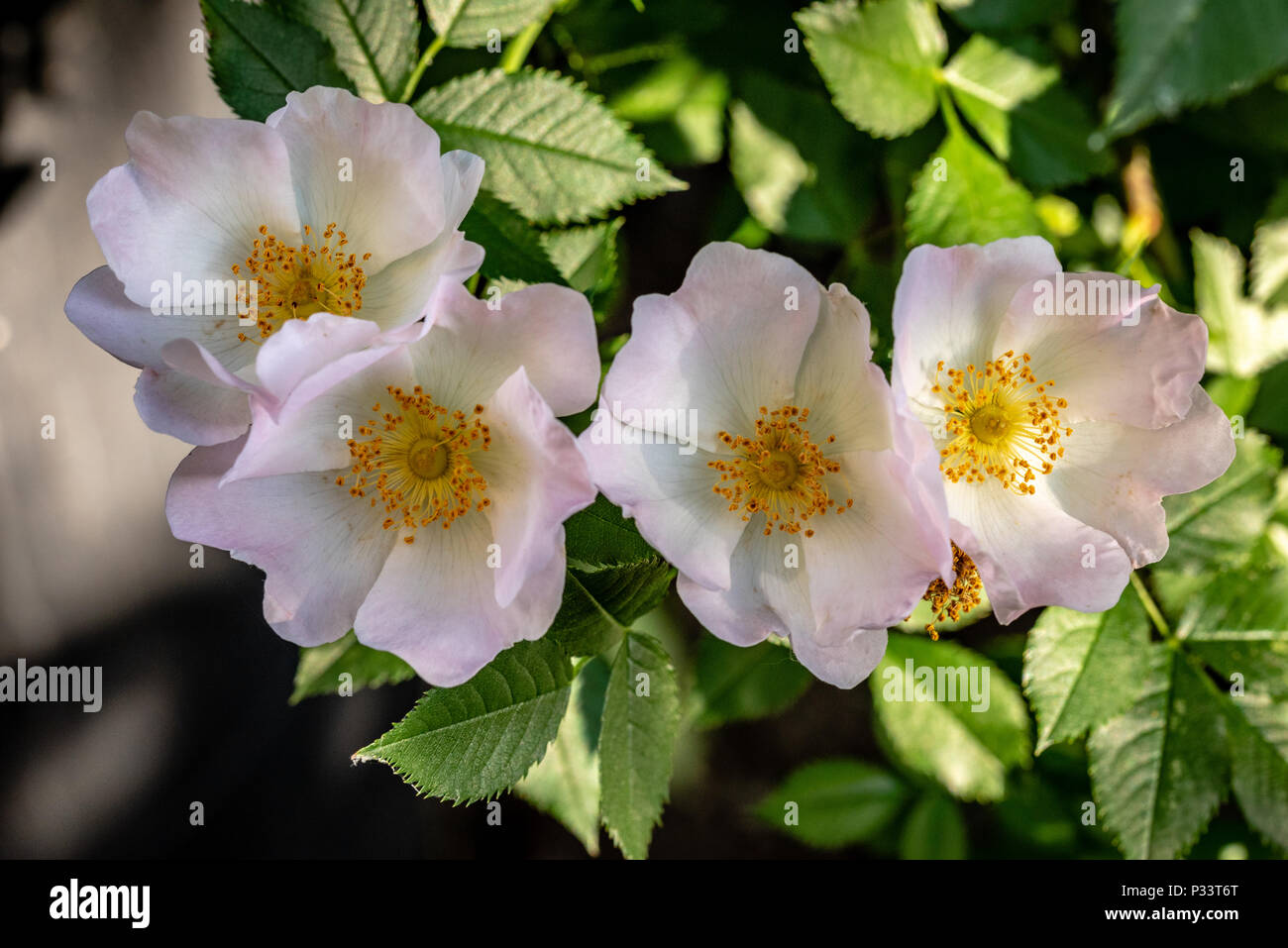 Scotch briar rose -Fotos und -Bildmaterial in hoher Auflösung – Alamy
