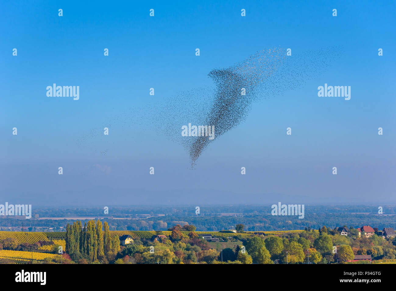 Swarm of birds -Fotos und -Bildmaterial in hoher Auflösung – Alamy