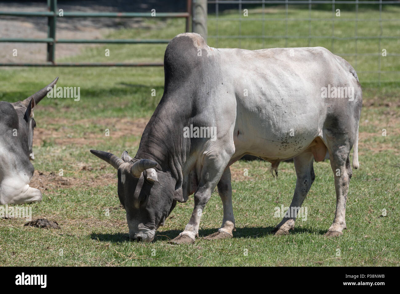 Brahma rinder -Fotos und -Bildmaterial in hoher Auflösung – Alamy