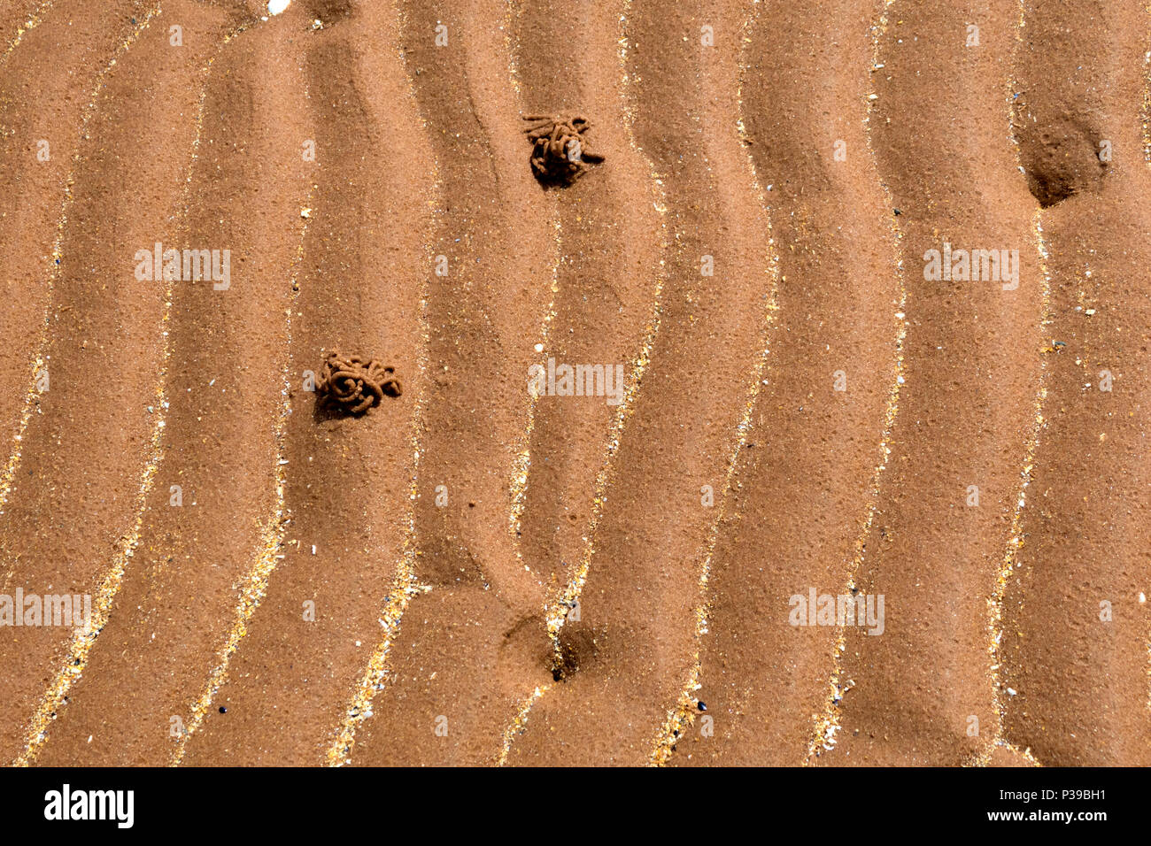 Wattwurm oder sandwurm arenicola marina -Fotos und -Bildmaterial in ...
