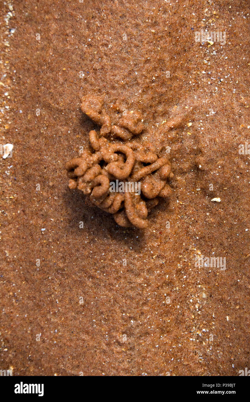 Wattwurm oder sandwurm arenicola marina -Fotos und -Bildmaterial in ...