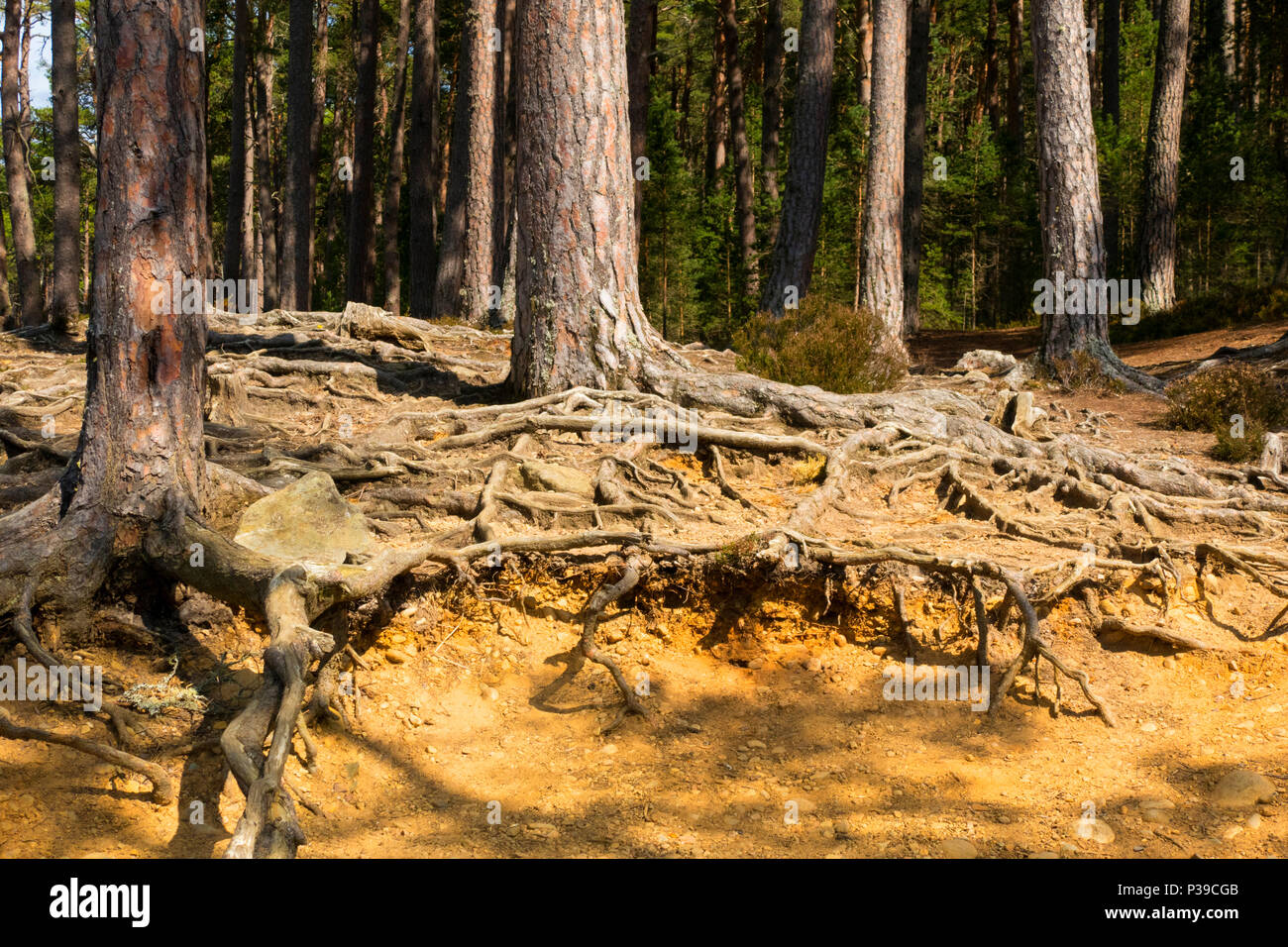 Pine exposed root -Fotos und -Bildmaterial in hoher Auflösung – Alamy