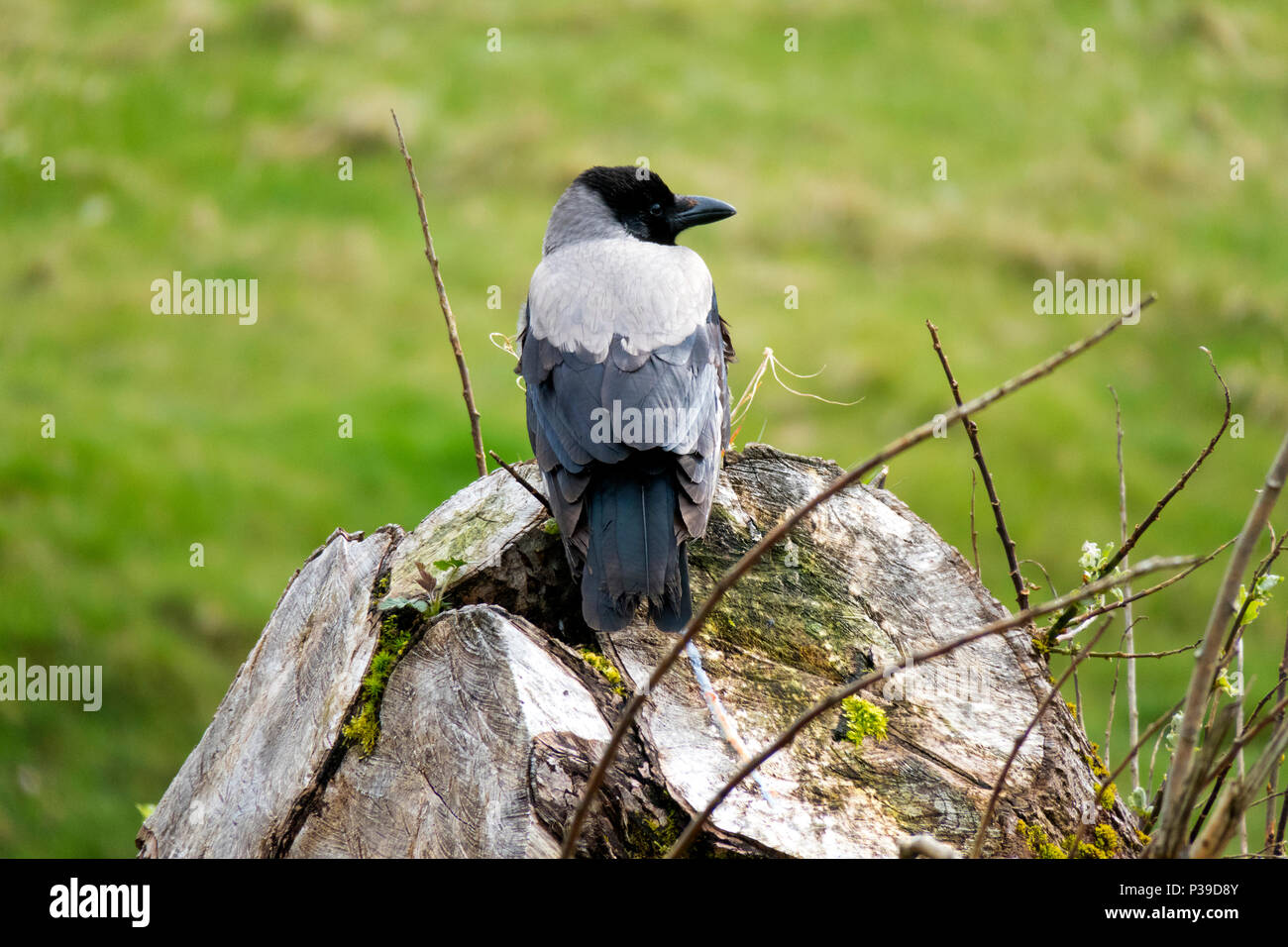 Scotch crows -Fotos und -Bildmaterial in hoher Auflösung – Alamy