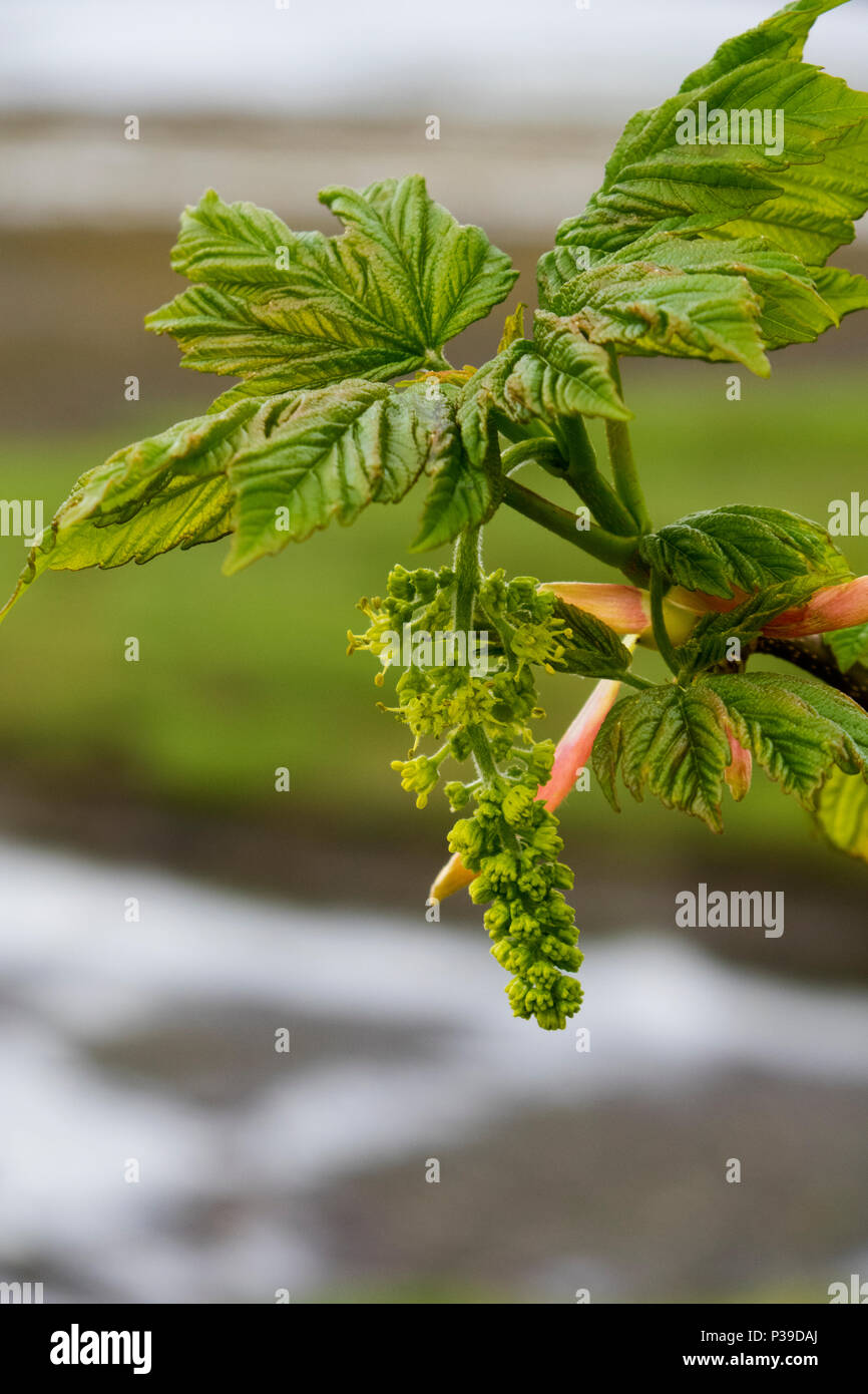 Baum und blumen -Fotos und -Bildmaterial in hoher Auflösung – Alamy