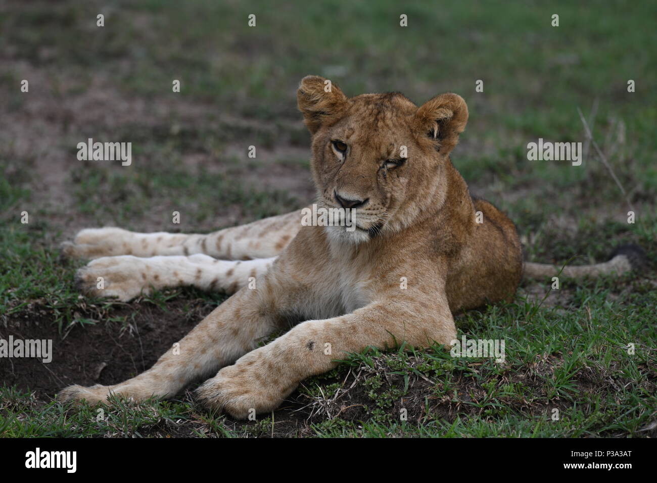 Junge Löwen ruht auf der Massai Mara Plains (Panthera leo). Kenia ...