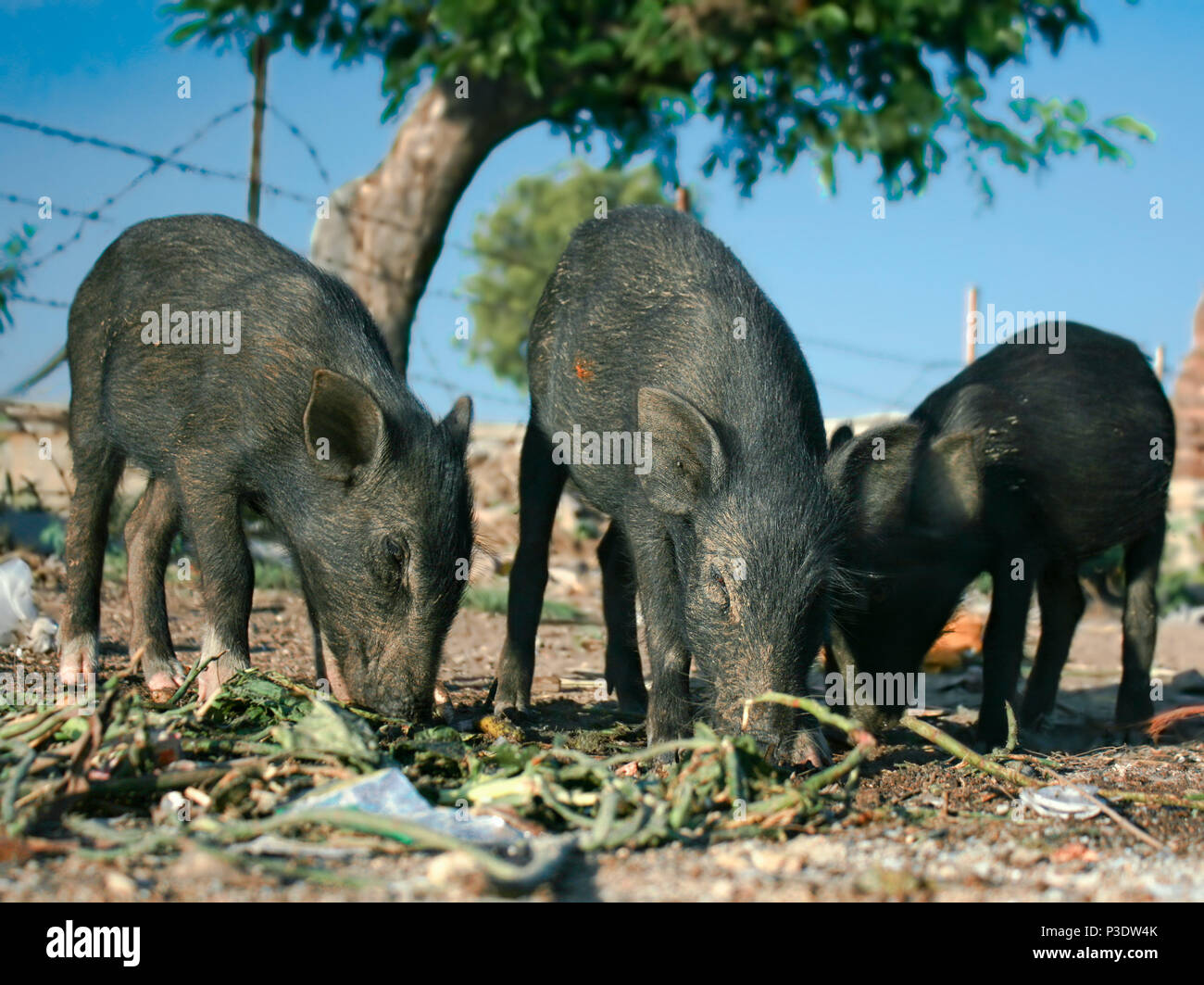 Schwarze ferkel -Fotos und -Bildmaterial in hoher Auflösung – Alamy