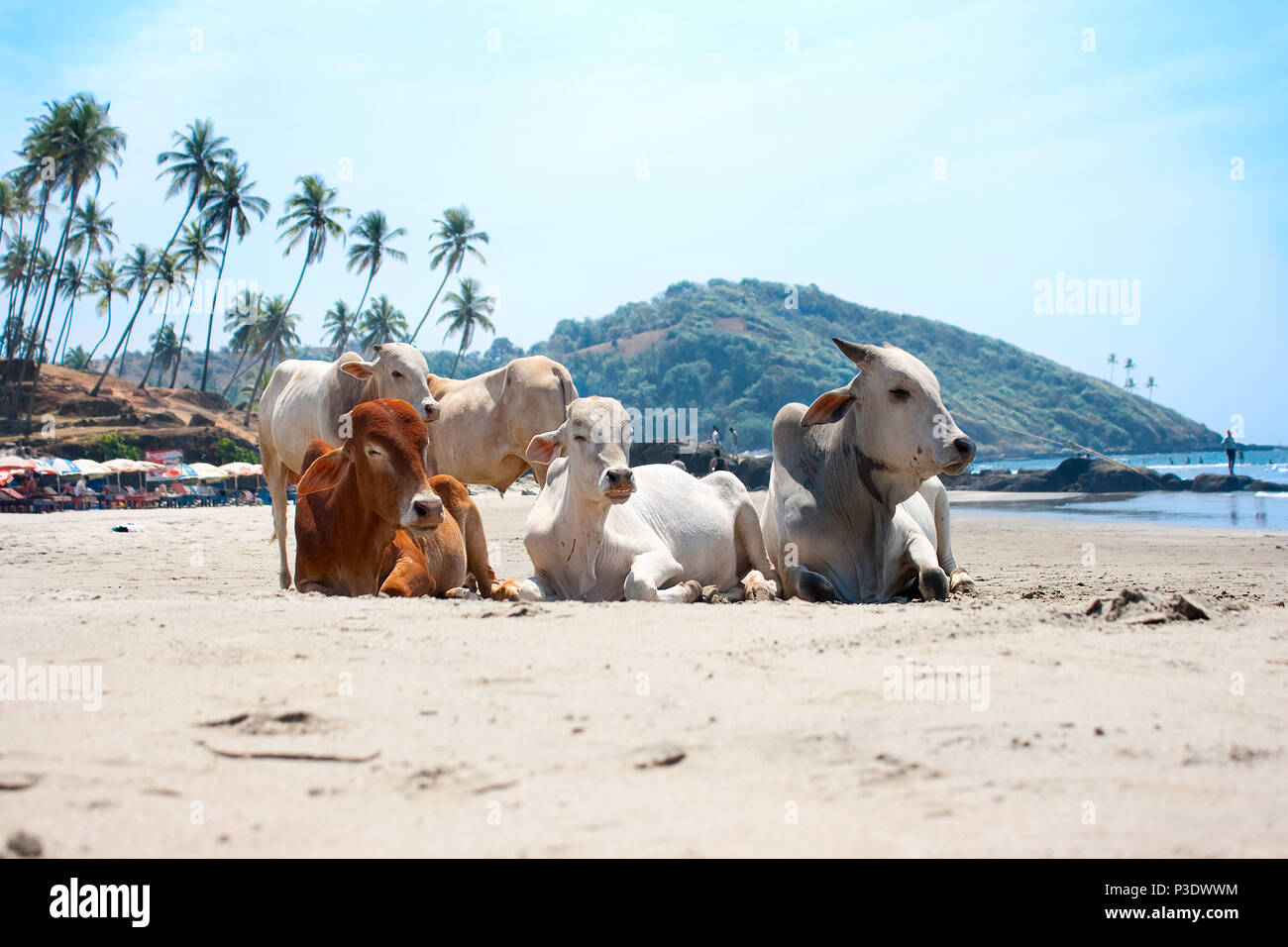 Heilige kuh am strand -Fotos und -Bildmaterial in hoher Auflösung – Alamy