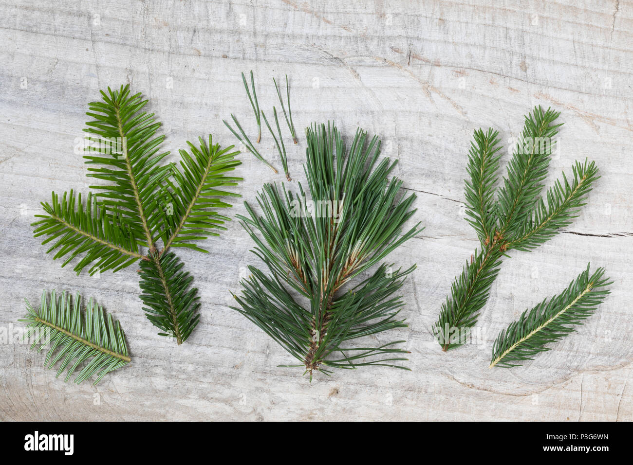 Pinus abies -Fotos und -Bildmaterial in hoher Auflösung – Alamy