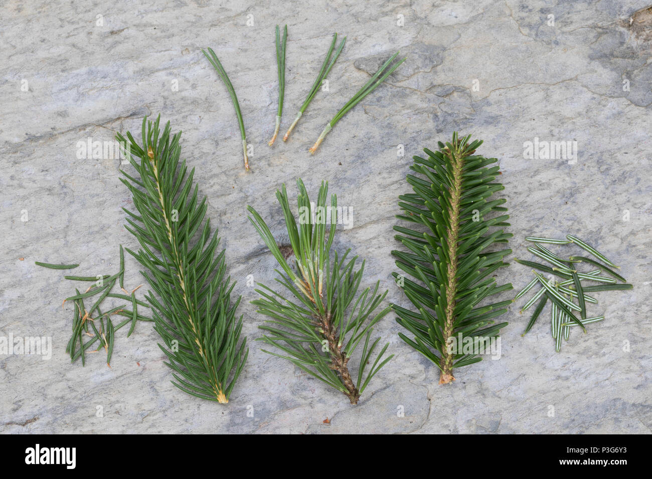 Pinus abies picea pine fir -Fotos und -Bildmaterial in hoher Auflösung ...