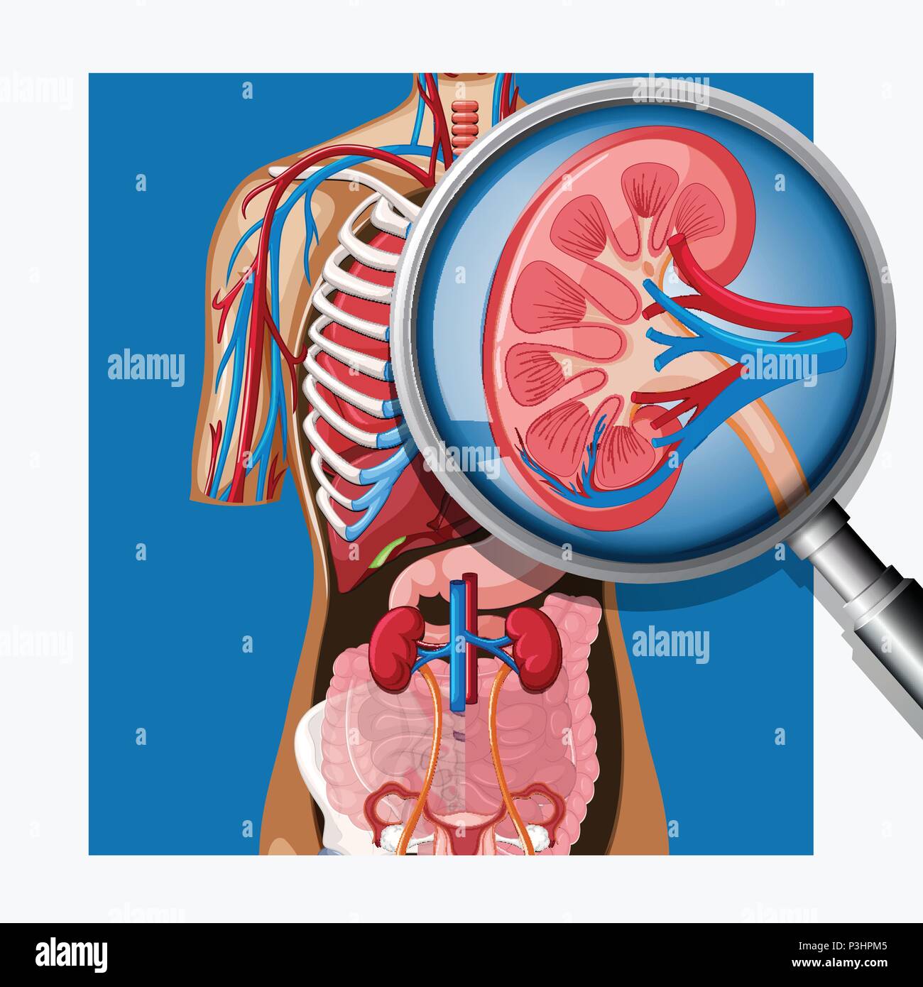 Eine menschliche Anatomie der Niere Abbildung Stock-Vektorgrafik - Alamy