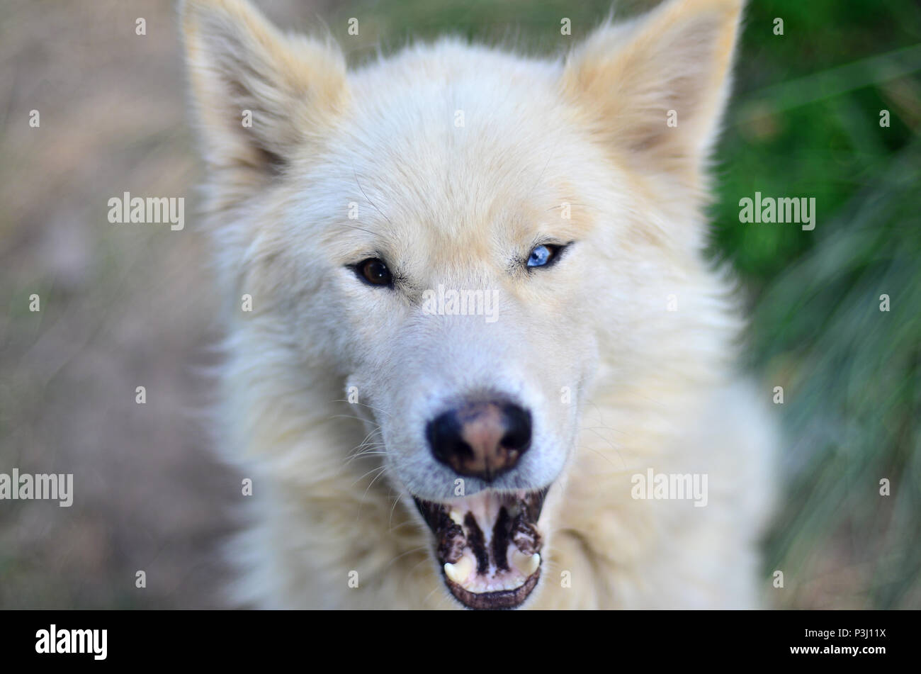 Samoyed husky -Fotos und -Bildmaterial in hoher Auflösung – Alamy
