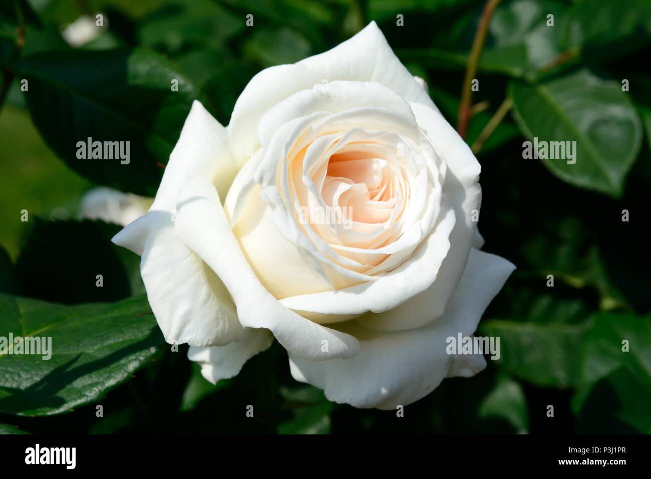 Fully bloom -Fotos und -Bildmaterial in hoher Auflösung – Alamy