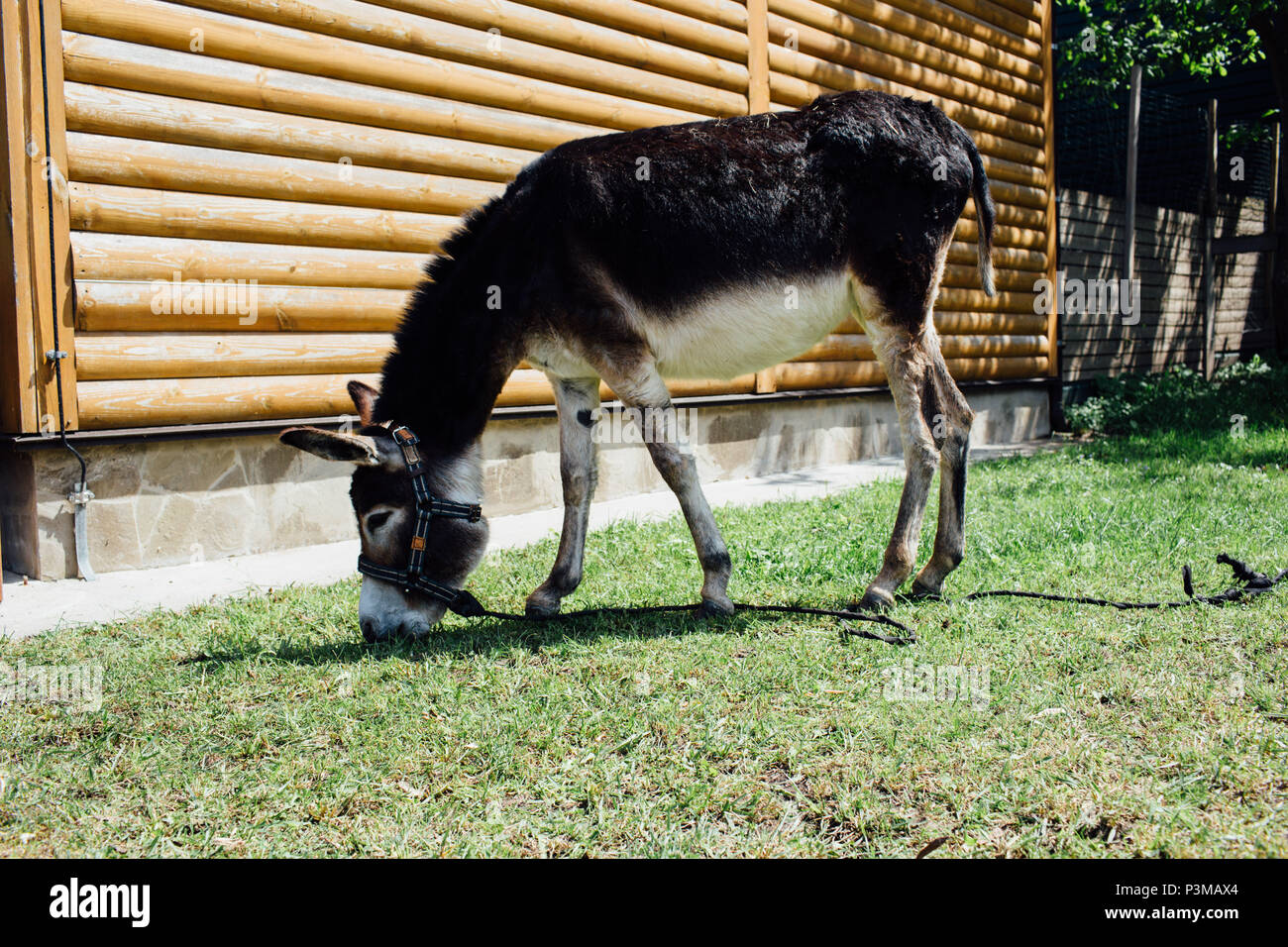 Grasfressende tiere -Fotos und -Bildmaterial in hoher Auflösung – Alamy