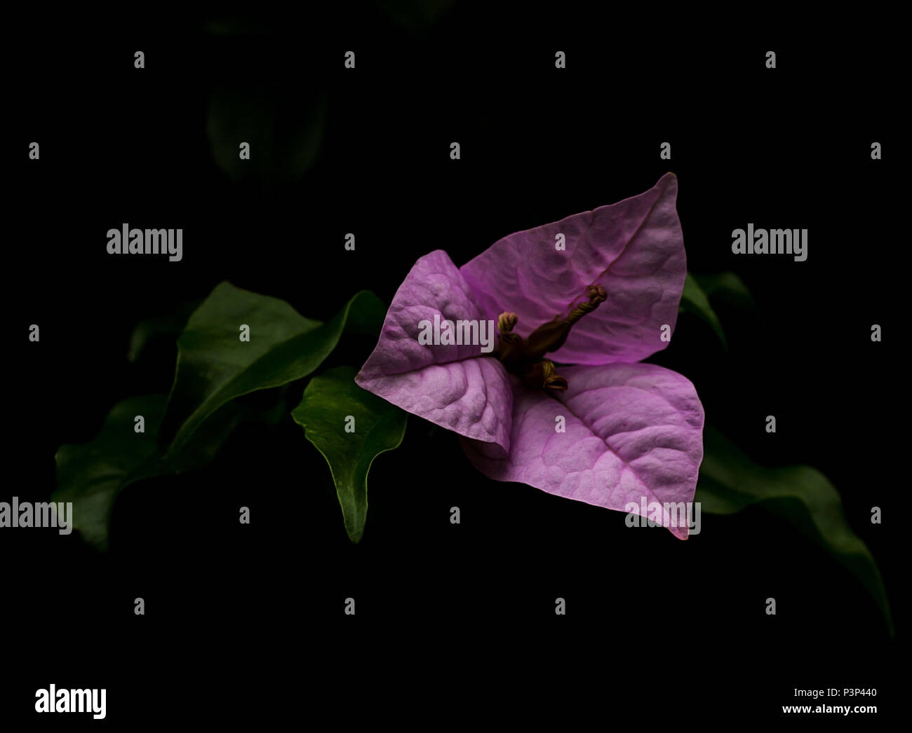 Bougainvillea dunkel -Fotos und -Bildmaterial in hoher Auflösung – Alamy