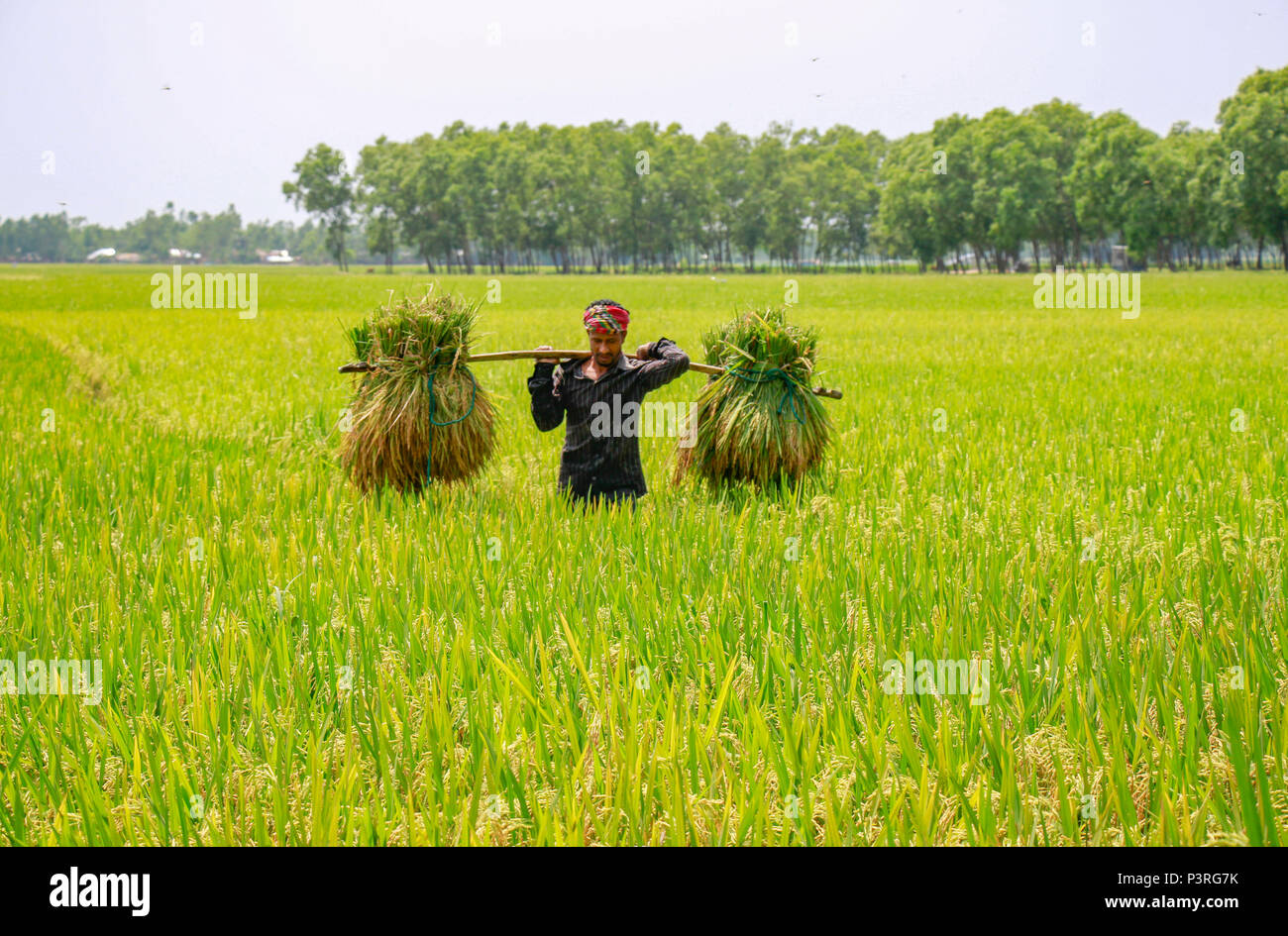 Landwirtschaft bangladesh -Fotos und -Bildmaterial in hoher Auflösung ... Landwirtschaft bangladesh -Fotos und -Bildmaterial in hoher Auflösung ...