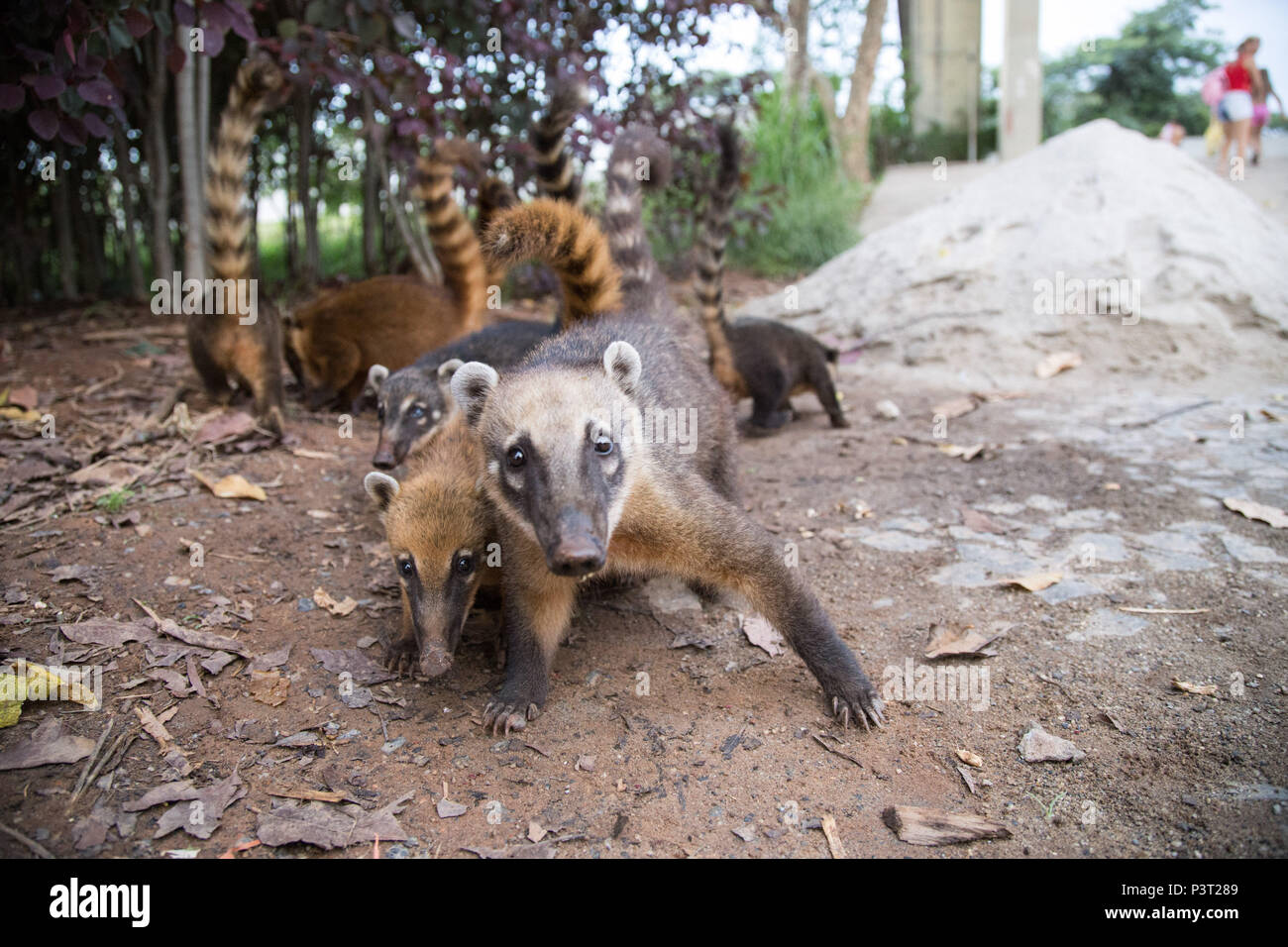 Quati de bando -Fotos und -Bildmaterial in hoher Auflösung – Alamy