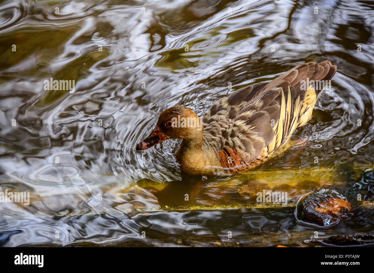 Einheimische australische enten -Fotos und -Bildmaterial in hoher ...