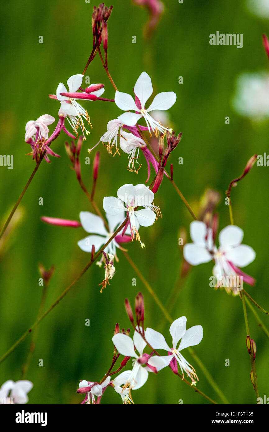 Lindheimer Beeblossom, Gaura lindheimeri Stockfotografie - Alamy