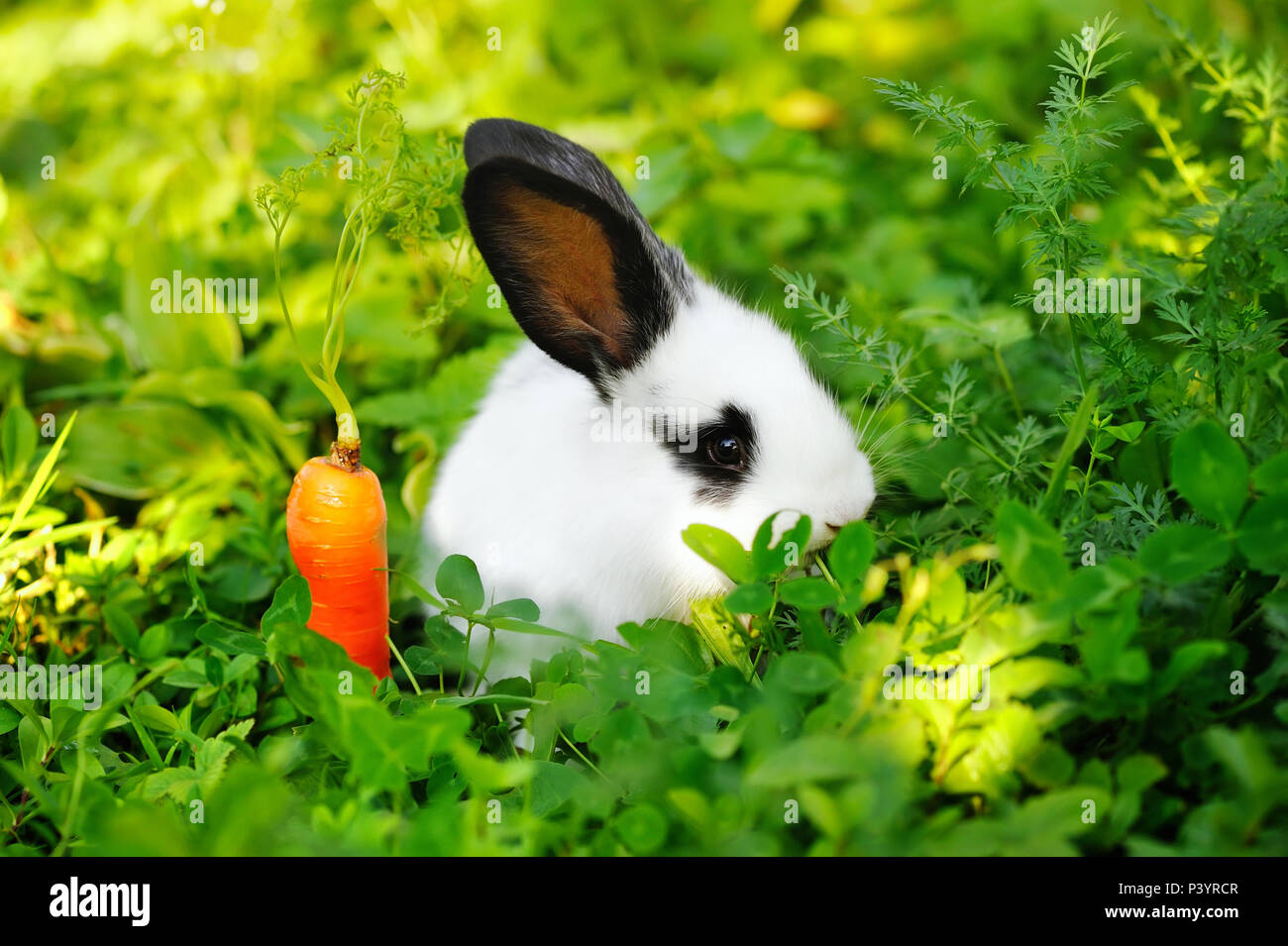 Baby Hase Mit Karotte Stockfotos und -bilder Kaufen - Alamy