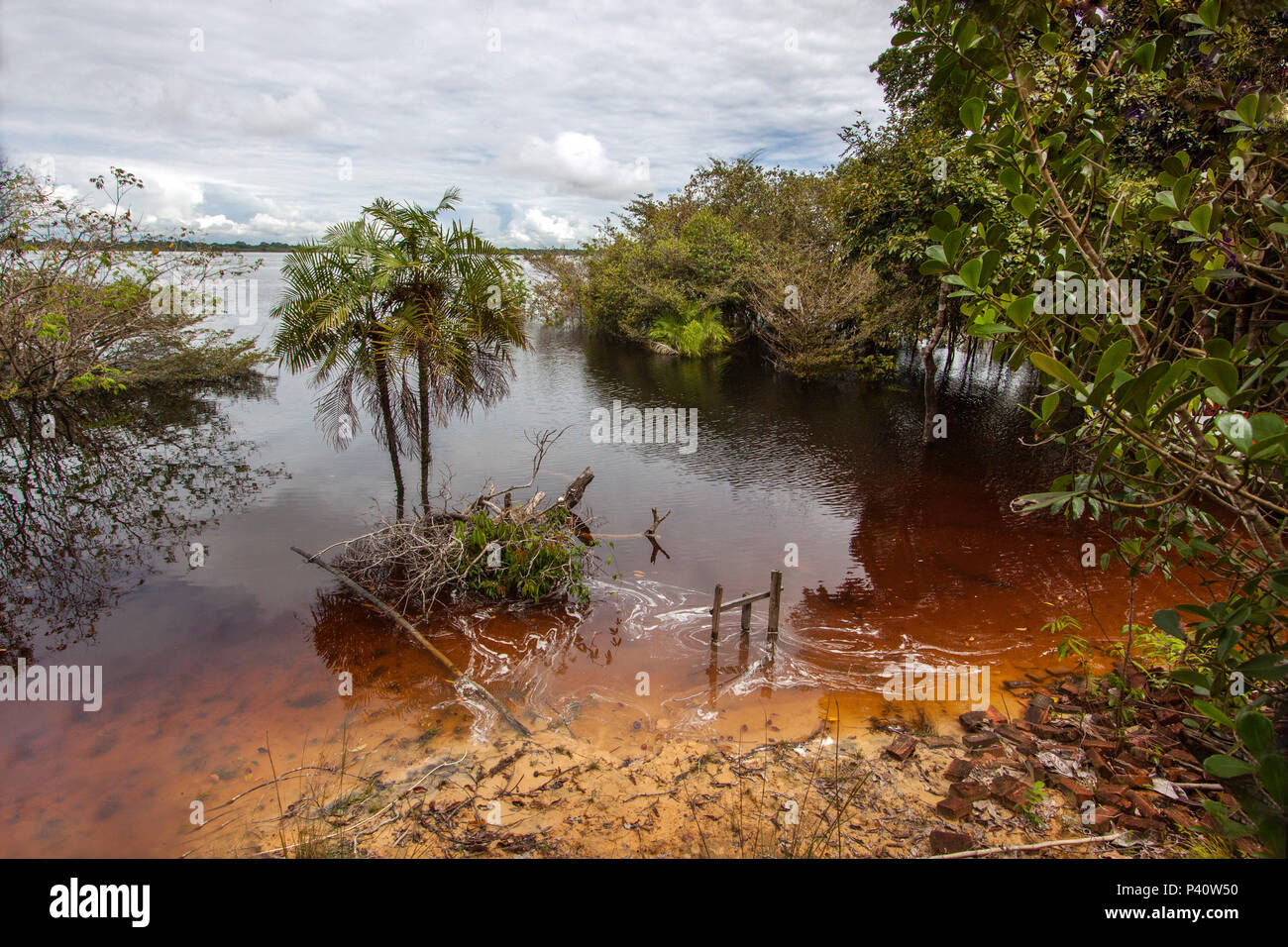 Vegetacao de floresta amazonica -Fotos und -Bildmaterial in hoher ...