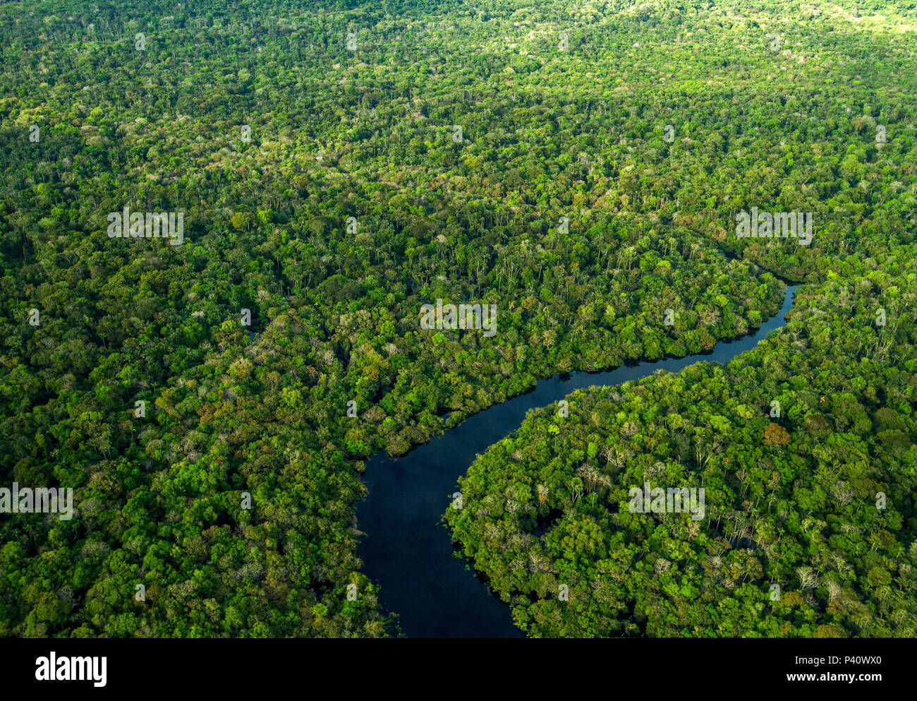 Manaus - bin Floresta Floresta Amazônica mata vegetação da Amazônia Rio ...
